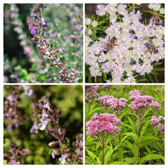 The Garden At Portridge