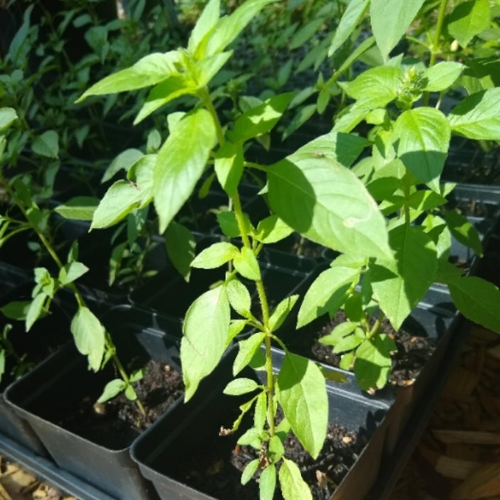 Basil, Lemon | The Garden At Portridge