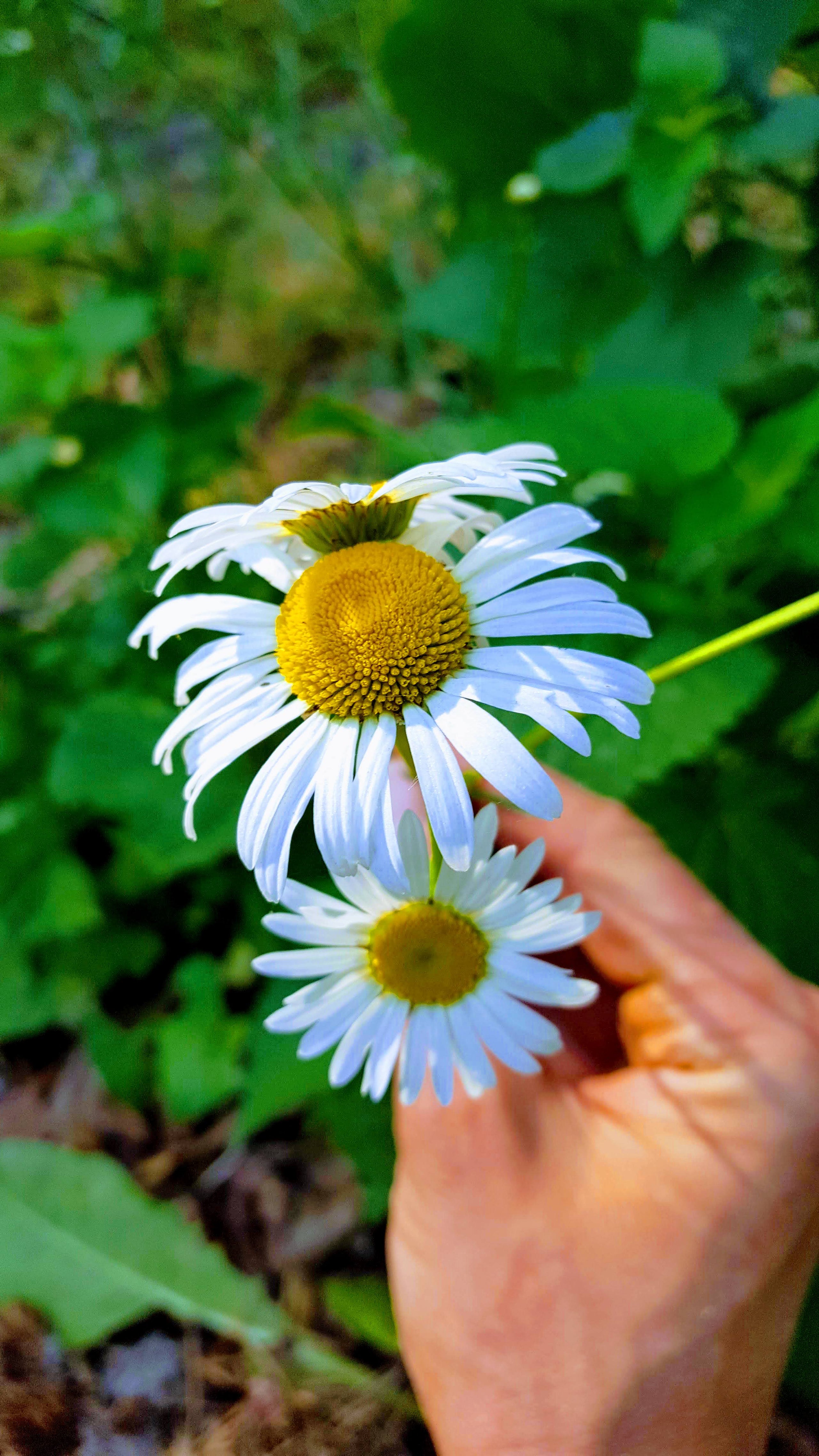 Daisy Snow Baby | The Garden At Portridge